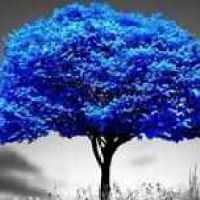 David Kinkade (1780–1840) • FamilySearch