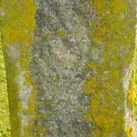 Samuel Brown Jr. (1770–1853)