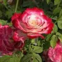 Mary Blake (1780–) • FamilySearch