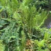 Peter Spengler (1354–1393)