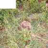 Martha Hinson (1833–1905) • FamilySearch