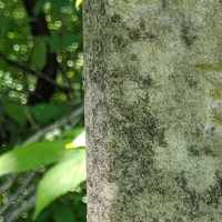 Archibald Archable Bailey (1798–1876) • FamilySearch