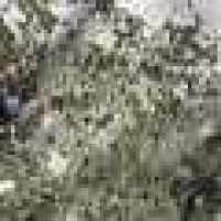 Elizabeth Slaughter (1768–1835)