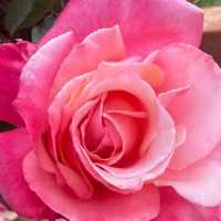 Nancy Neely (1780–1835)