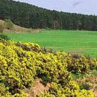 Thomas Annesley (1325–1413)