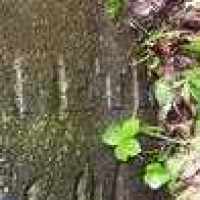 Elizabeth Logan Alexander (1784–1845)