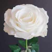 Jane Hannah Loring (1663–1744) • FamilySearch