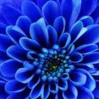 Pierre Louis Lafond dit Pepin dit Des Cardonnets (1497–1573)