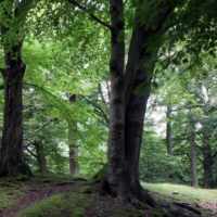 Jean Appleton (1495–1541)