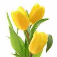 Mary Margaret Bushnell (1673–1738)