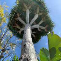 Blésinde des Francs Rhenans (0382–0445)