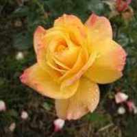 Barbara de Radcliffe (1387–1461)