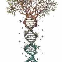 Anthony Mathias Henckel (1605–1696)