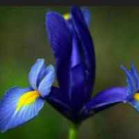 Nine de Gresham (1066–)