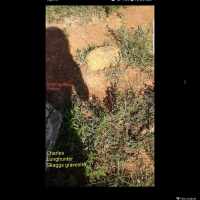 Charles Skaggs (1730–1815) • FamilySearch