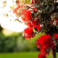 Kauai O Kalani Maumau Kanae (1788–1884)