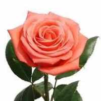 Elizabeth Goode (1673–1736)