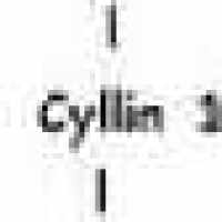 Cyllin ap Meirion y Blaidd Rudd (1030–)