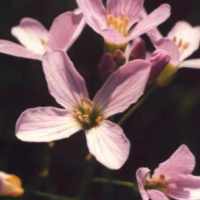 Alice Windle (1230–) • FamilySearch