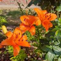 Sarah Gaskins (1695–1761)