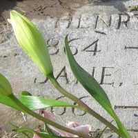 Jane Mary Raney (1866–1945) • FamilySearch